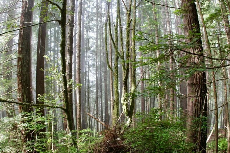 Nitrogen Dynamics in Forest Trees - CID Bio-Science