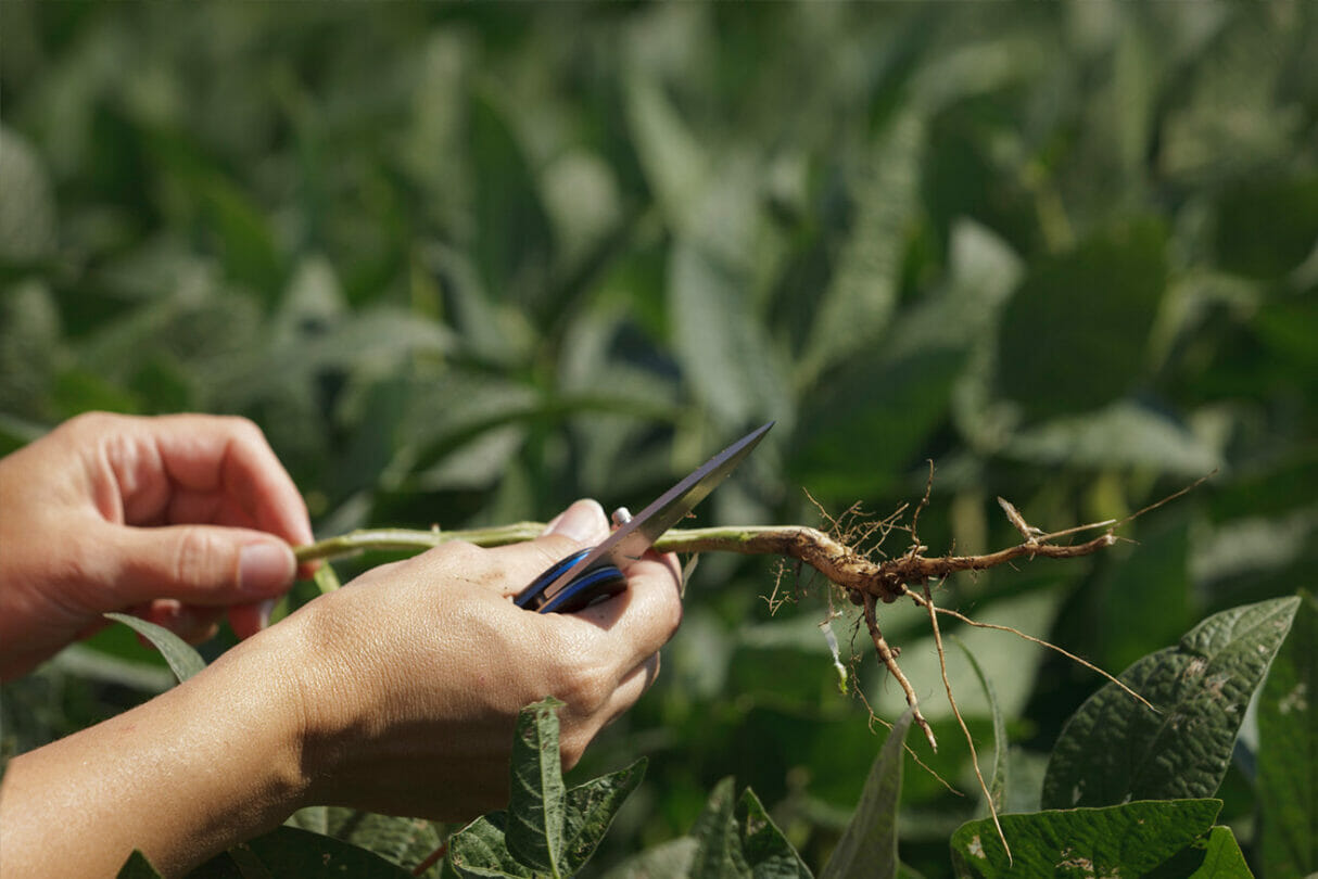 What is Senescence in Trees and Why Is It Important? - CID Bio-Science