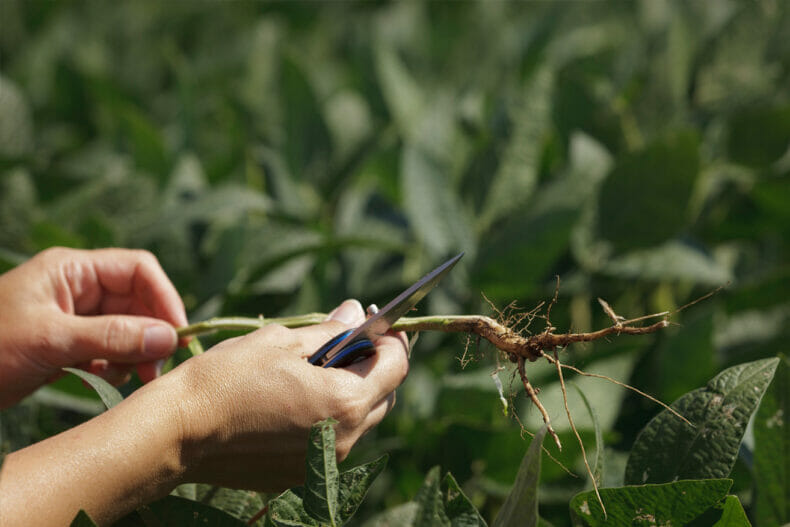 What is Senescence in Trees and Why Is It Important? - CID Bio-Science