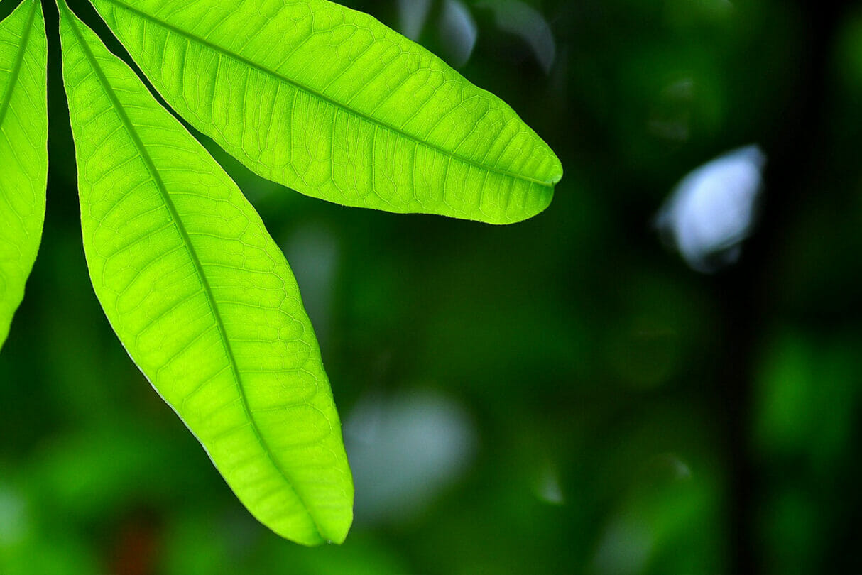 How to Analyze Photosynthesis in Plants: Methods and Tools - CID Bio ...