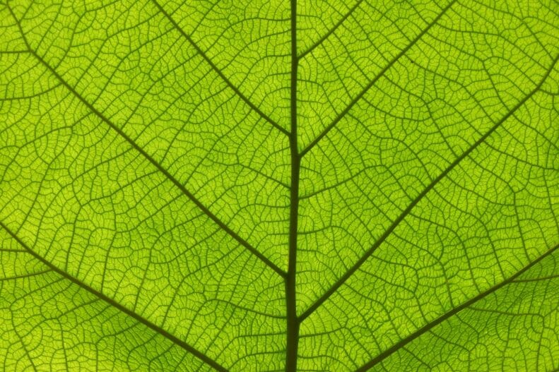 How Leaf Reflectance Measures Plant Stress - CID Bio-Science