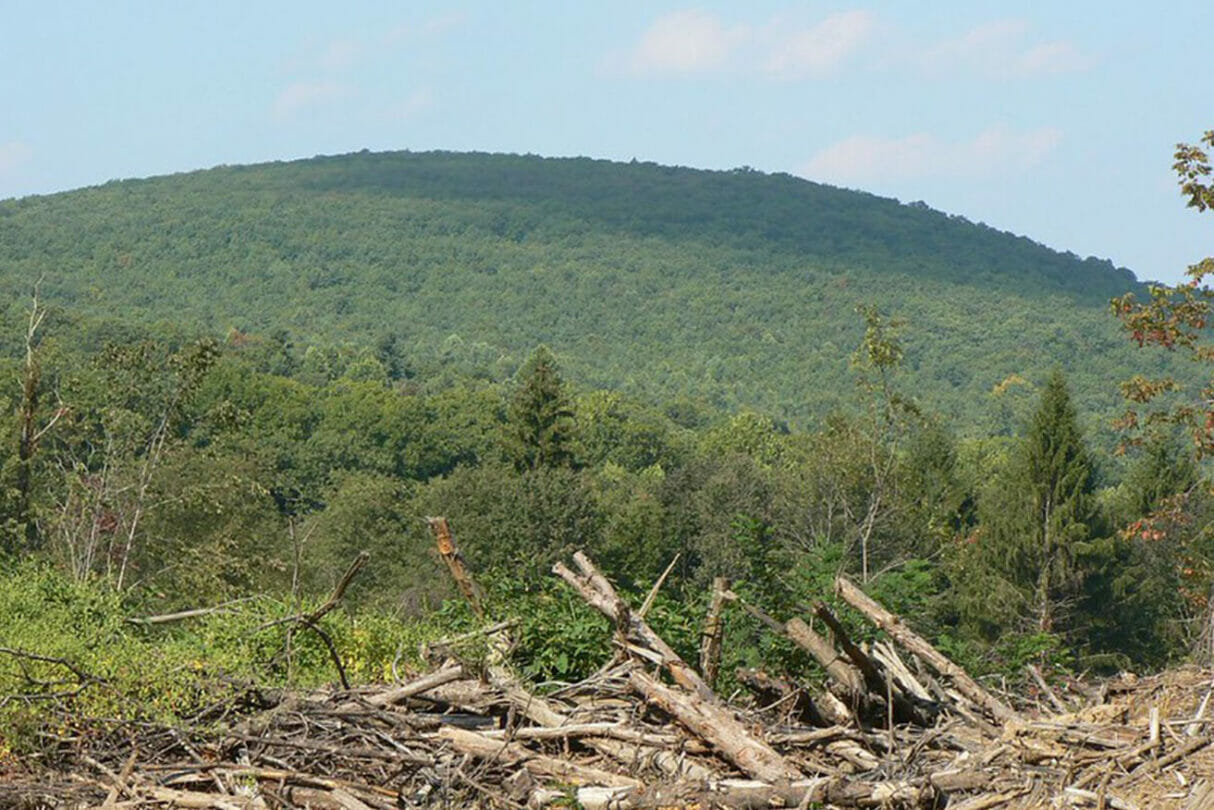 The Forest Canopy: Structure, Roles & Measurement - CID Bio-Science