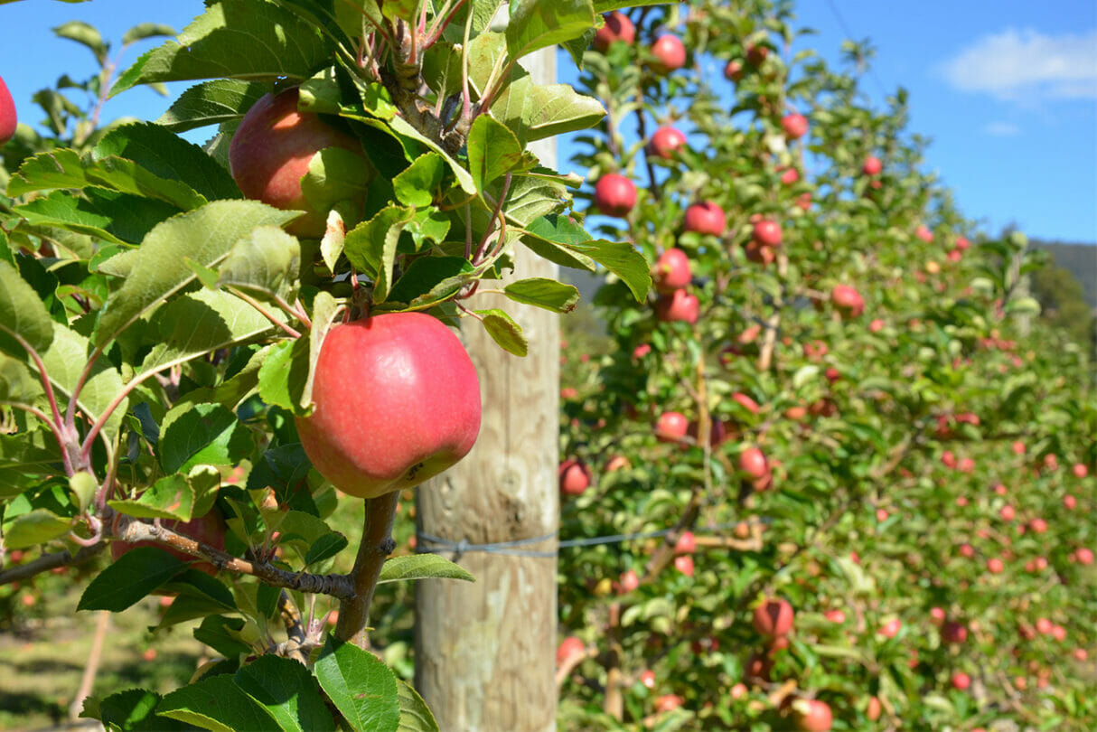 How to Analyze Photosynthesis in Plants: Methods and Tools - CID Bio ...