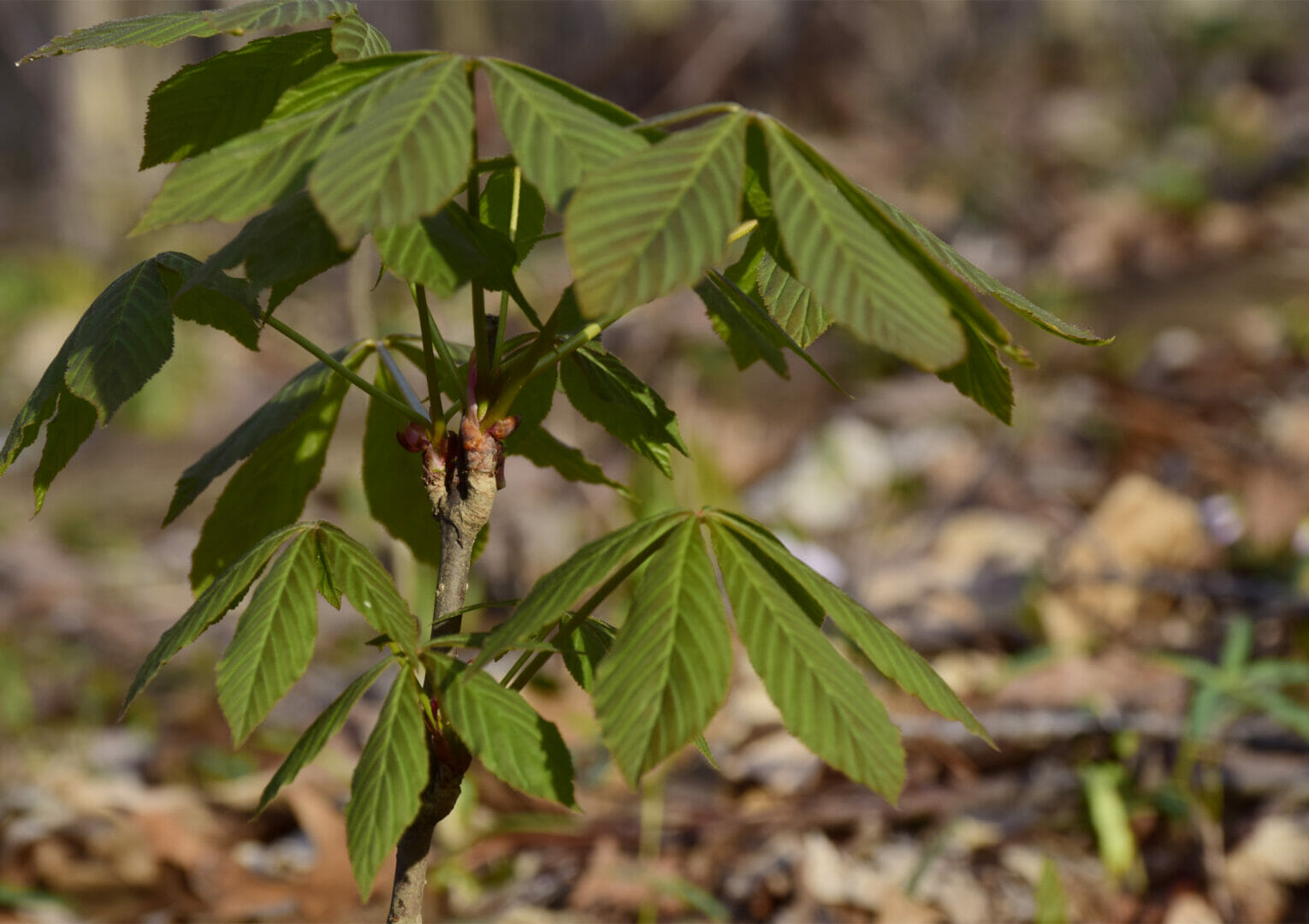 Roots, Shoots, and Photosynthesis: Measuring Tree Sapling Response to ...