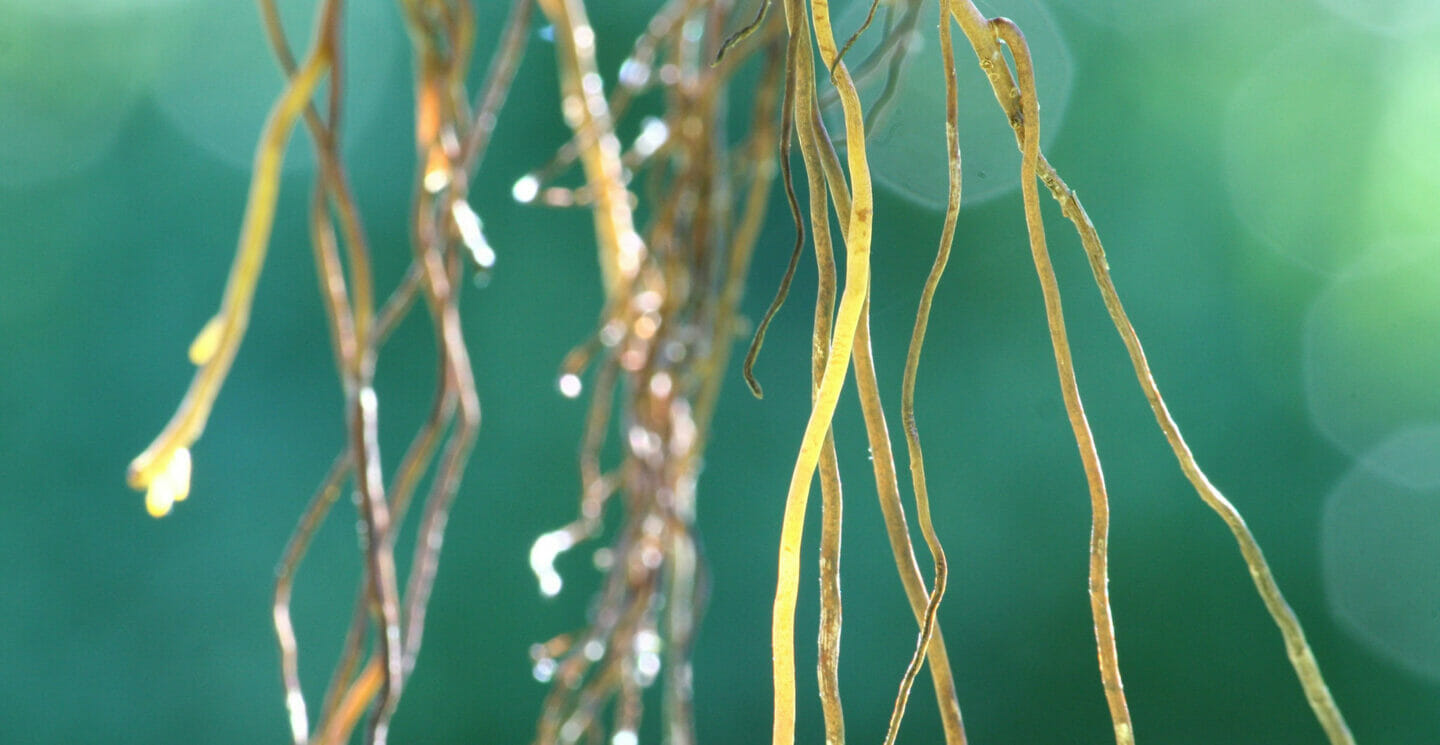 Exploring Vegetative Shading: An Insight into Ecological Complexities ...