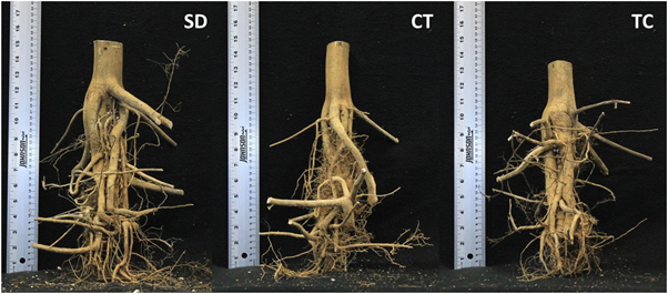 Correcting Misconceptions in Rootstock Propagation - CID Bio-Science