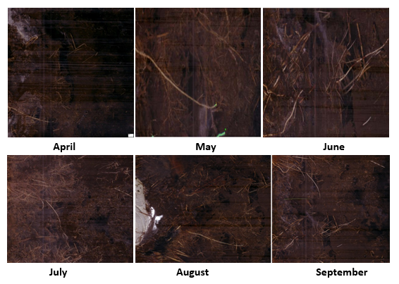 Root Imaging and Genotype Selection in Marshlands Restoration Project ...
