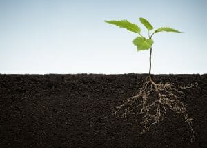 Root Respiration: Importance and Applications - CID Bio-Science