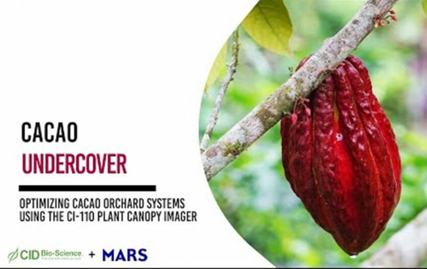 How Does Crop Canopy Structure Affect Yield? 5 Key Factors Explained