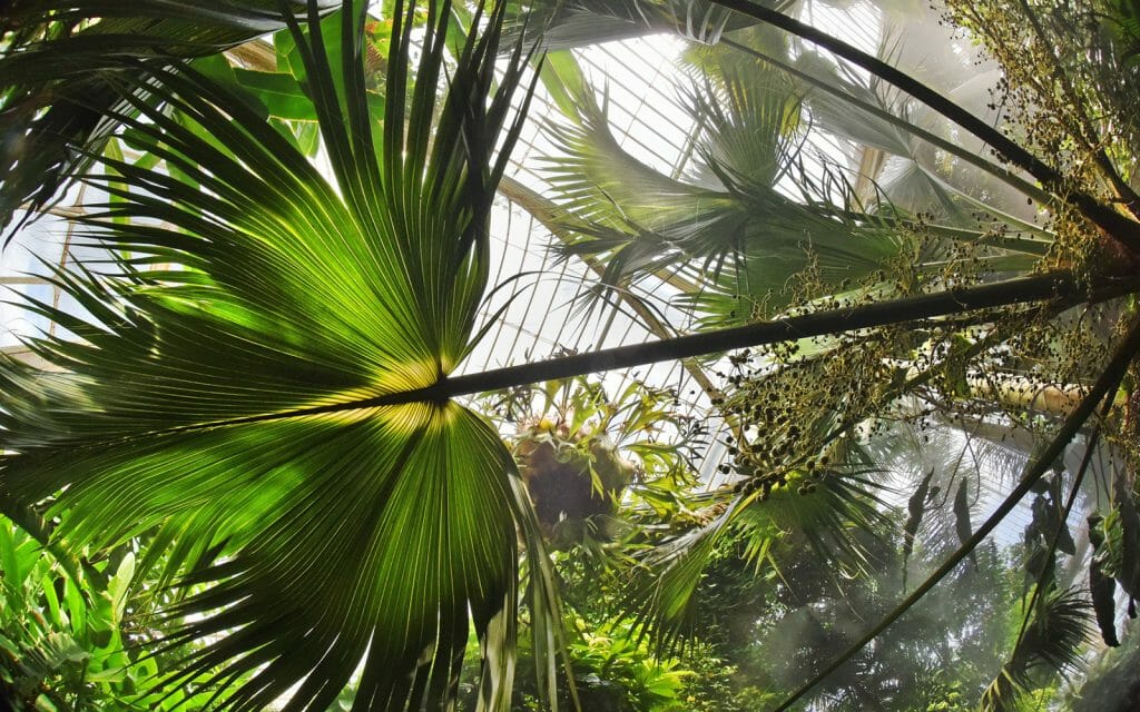 What is Senescence in Trees and Why Is It Important? - CID Bio-Science