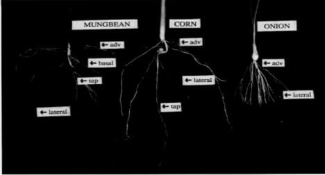 10 Vital Minirhizotron Applications for Agricultural Research - CID Bio ...