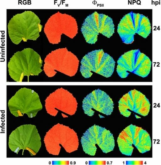 Chlorophyll Fluorescence: Importance and Applications - CID Bio-Science