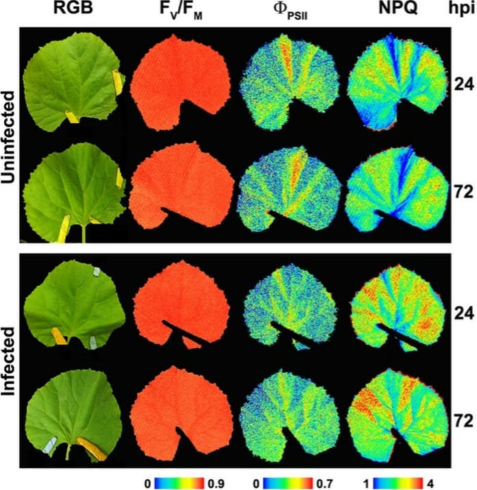 Chlorophyll Fluorescence: Importance and Applications - CID Bio-Science