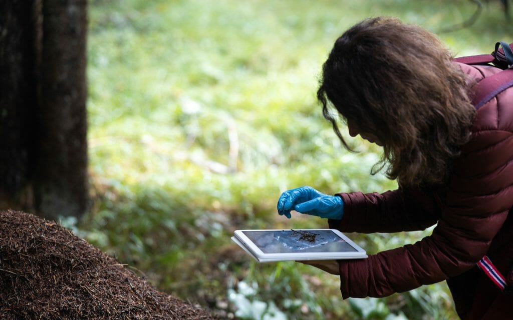 Plant Respiration: Its Importance and Applications - CID Bio-Science