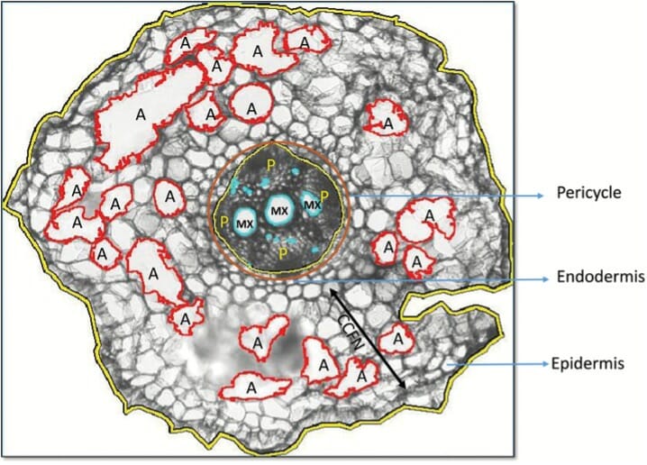 How the Root System Affects Yield - CID Bio-Science