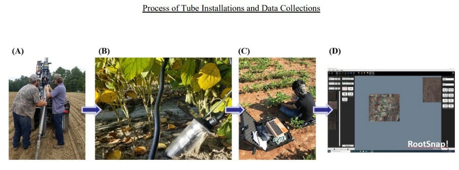 How the Root System Affects Yield - CID Bio-Science