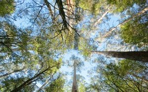 Plant Respiration: Its Importance and Applications - CID Bio-Science