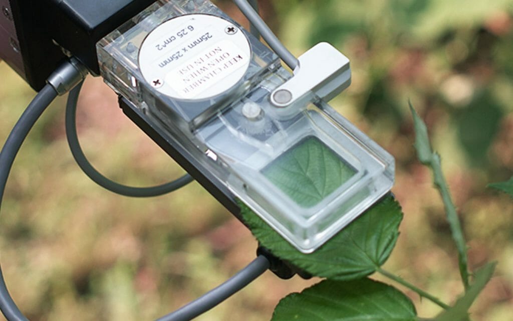 Chlorophyll Fluorescence: Importance and Applications - CID Bio-Science