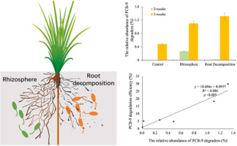 The 10 most-cited Studies on Root Research in 2022 - CID Bio-Science