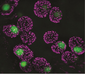 Plant Science Software Master List - CID Bio-Science