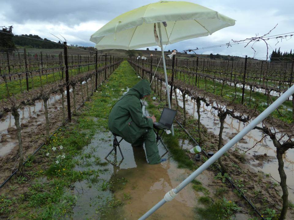 The Hidden Half of Plants - A Conversation with Christophe on Root ...