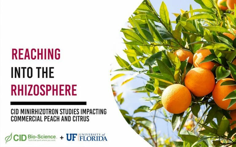 How Does the Rhizosphere Effect Influence Soil Health?