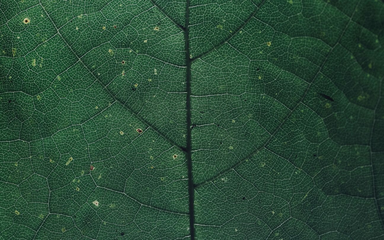 A Comprehensive Glossary of Plant Science Terms: Delving into the World ...