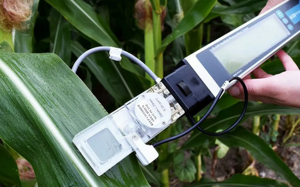 What is Plant Productivity, and How to Measure It - CID Bio-Science