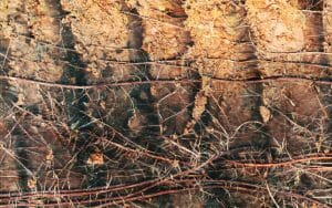 Role of Mycorrhizae in Agriculture - CID Bio-Science