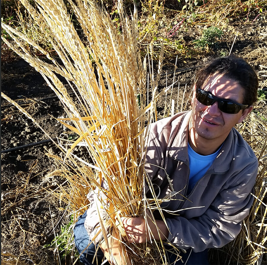 Unraveling the Mystery of Perennial Wheat: A Root Structure Imaging ...