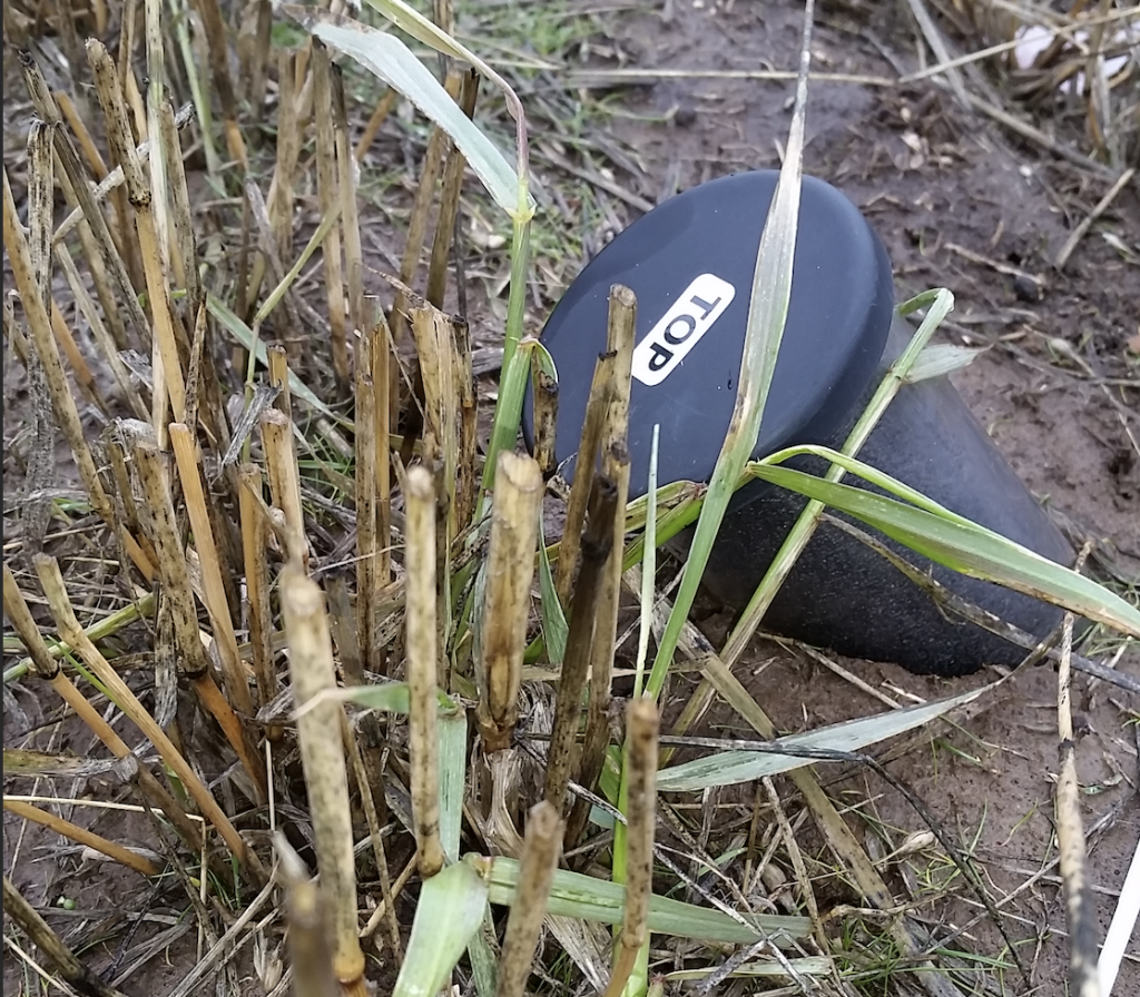 Unraveling the Mystery of Perennial Wheat: A Root Structure Imaging ...