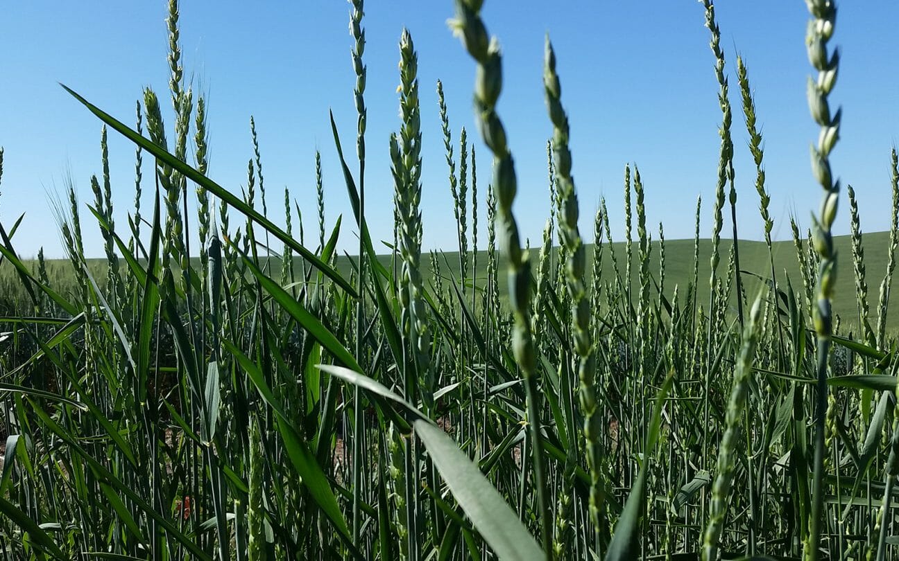 Unraveling the Mystery of Perennial Wheat: A Root Structure Imaging ...