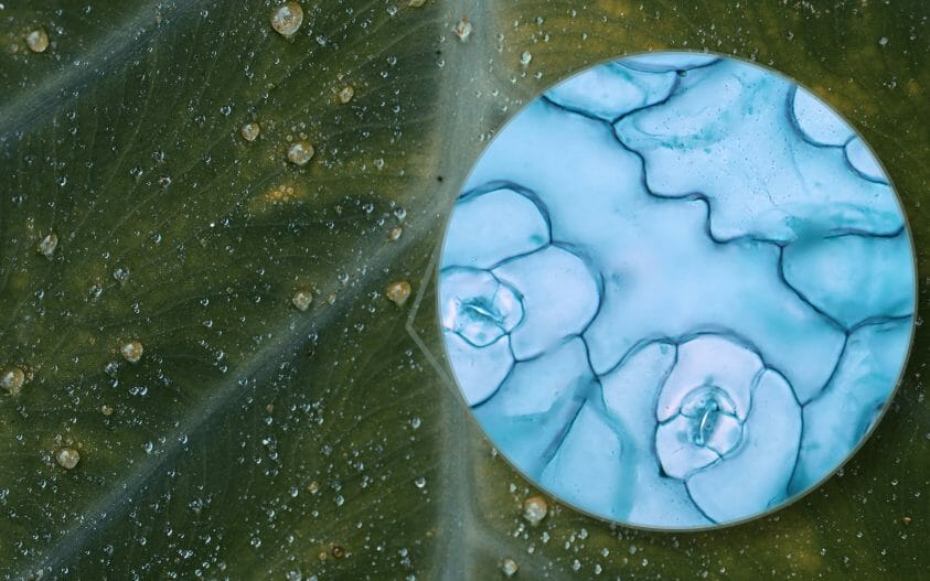 The Role of Transpiration in Climate Change Adaptation Strategies - CID ...