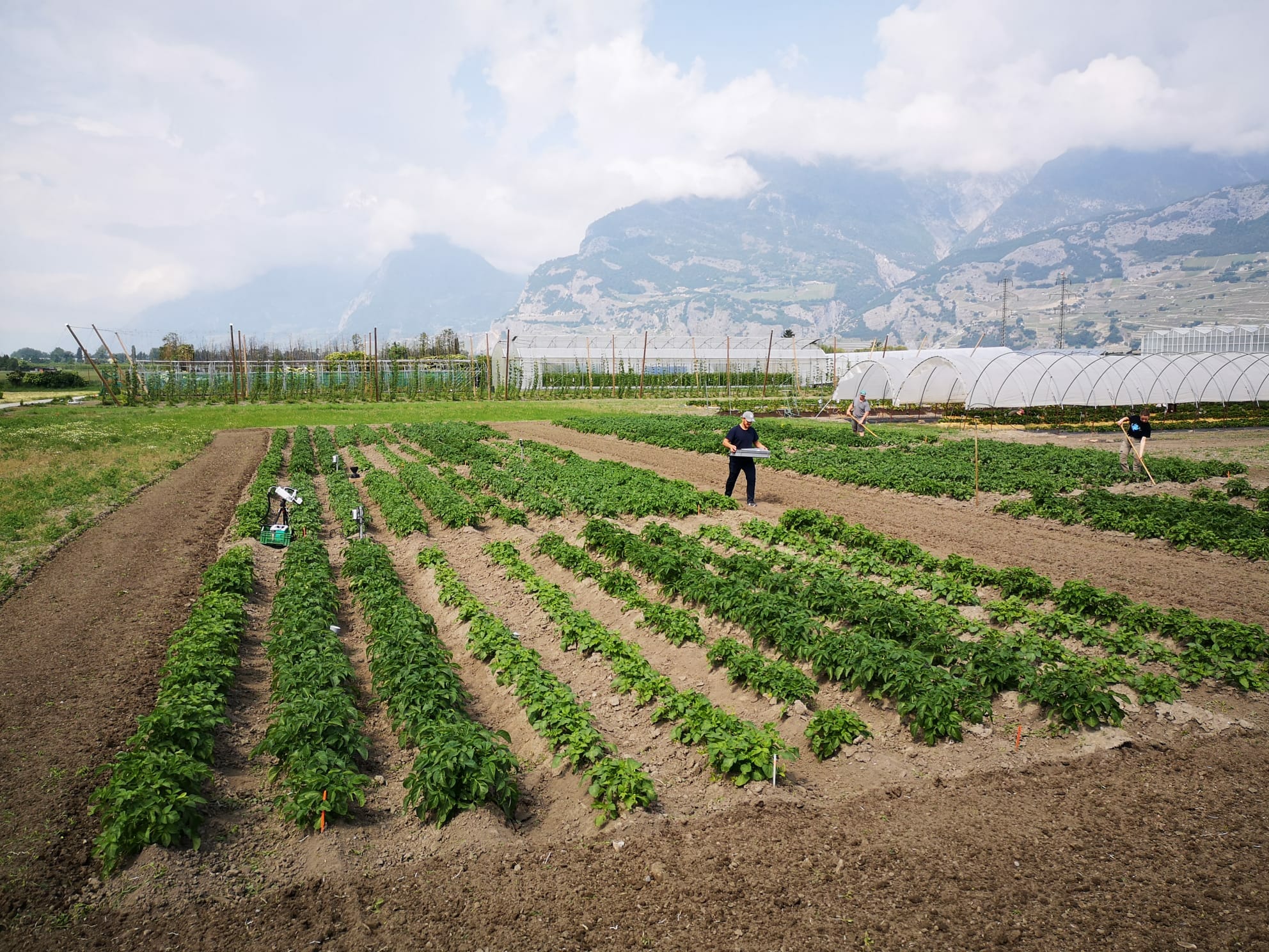 Exploring Potato Genotypes' Response to Drought Stress with ...