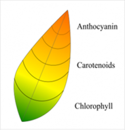 How Climate Change Impacts Leaf Pigments - CID Bio-Science