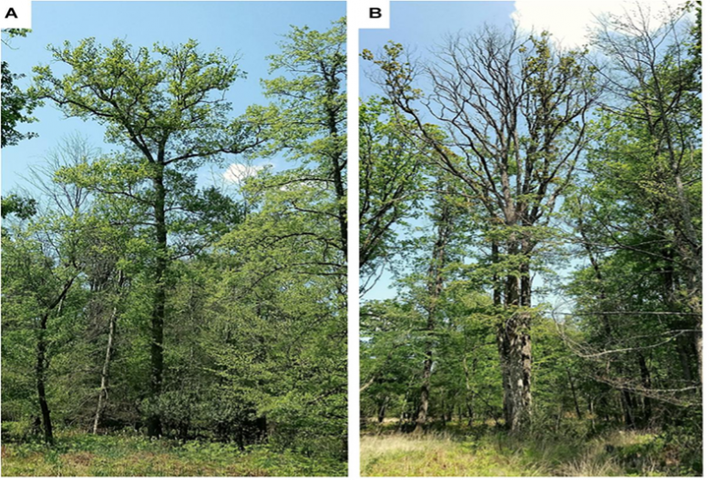How Does Climate Change Affect Forest Canopy? - CID Bio-Science