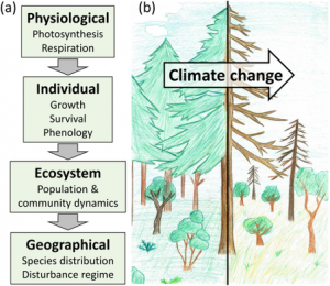 How Does Climate Change Affect Forest Canopy? - CID Bio-Science