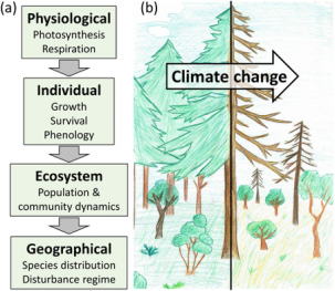 How Does Climate Change Affect Forest Canopy? - CID Bio-Science