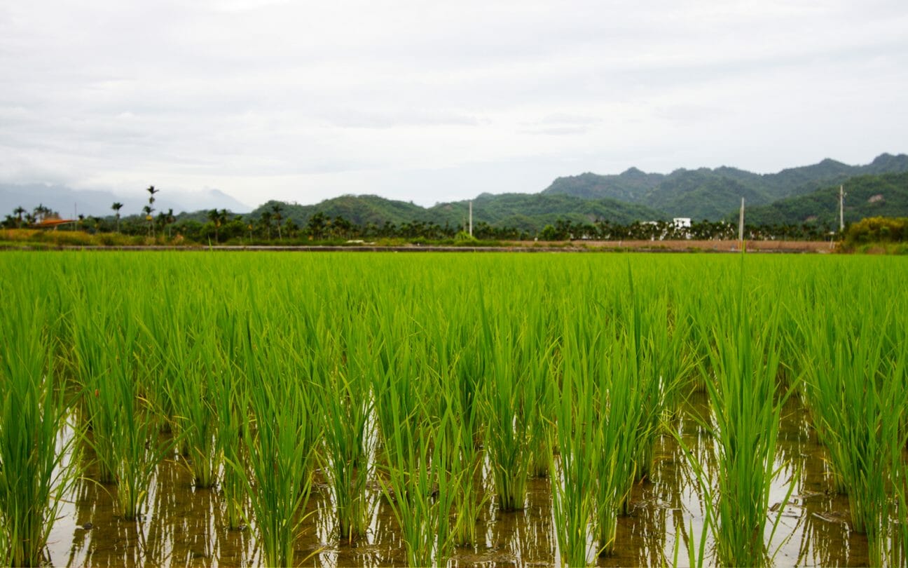Challenges of Cold Stress in Rice: the Impact of Technology - CID Bio ...
