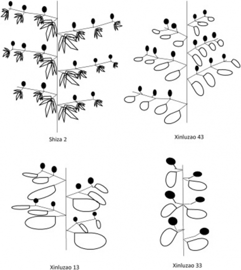 How Does Crop Canopy Structure Affect Yield? 5 Key Factors Explained