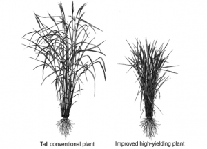 How Does Crop Canopy Structure Affect Yield? 5 Key Factors Explained