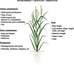 How Does Crop Canopy Structure Affect Yield 5 Key Factors Explained