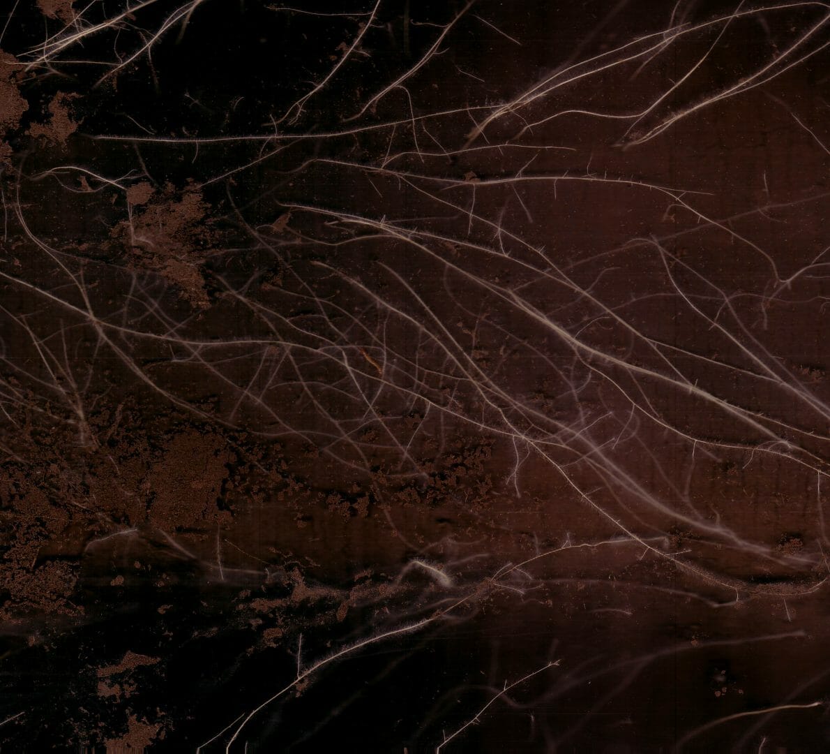 Guide: Connecting Root Traits to Functions - CID Bio-Science