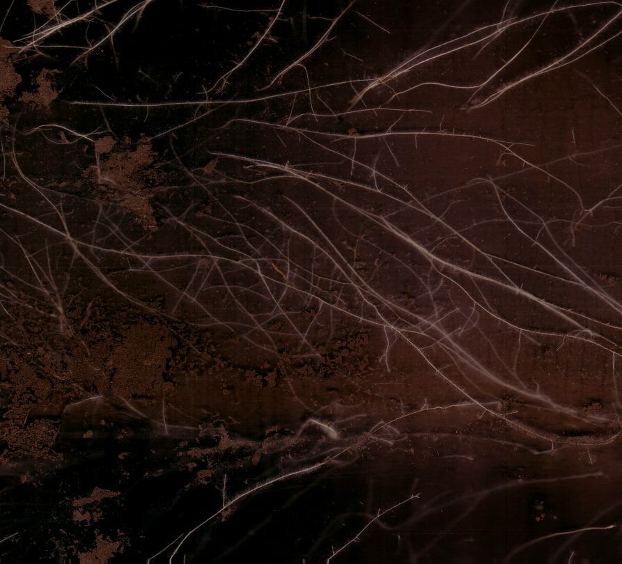 Guide: Connecting Root Traits to Functions - CID Bio-Science