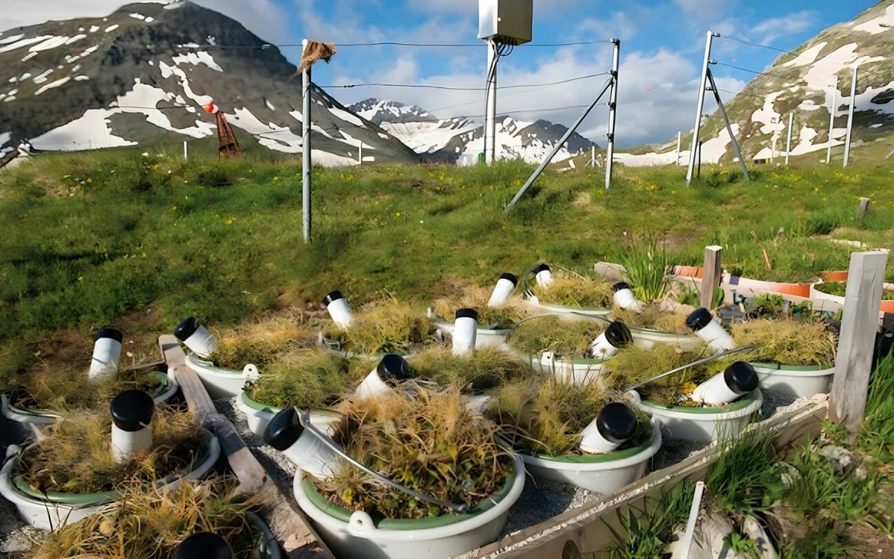 Understanding Alpine Growth Dynamics in a Warming World: A Root Imaging ...