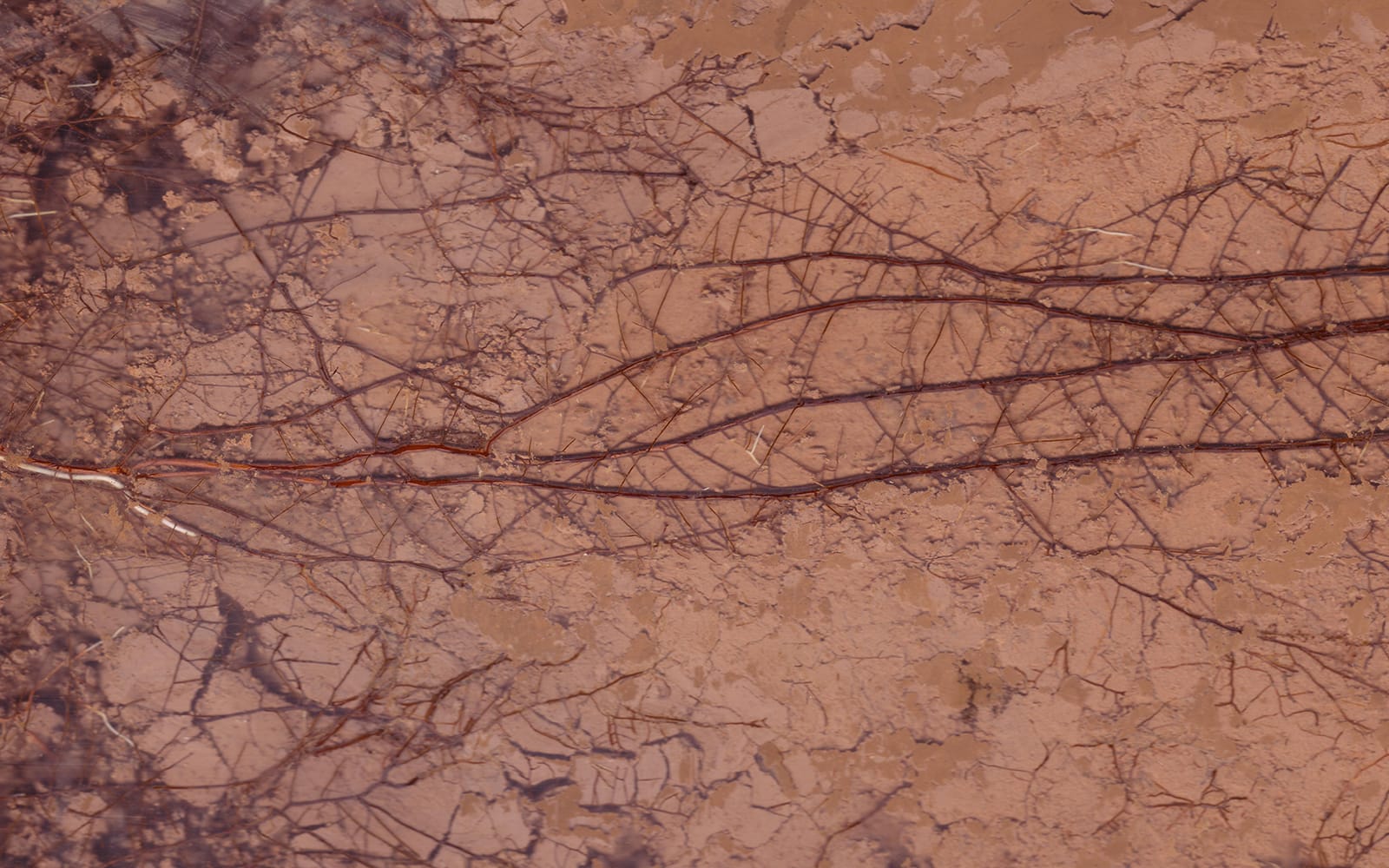 Fine Root Biomass Dynamics in Brackish Marsh Vegetation