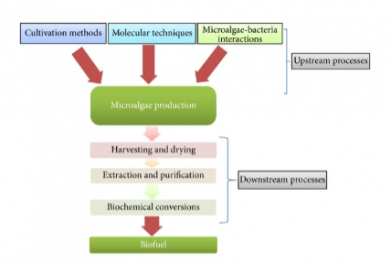 Microalgae and Artificial Photosynthesis for Renewable Energy - CID Bio ...