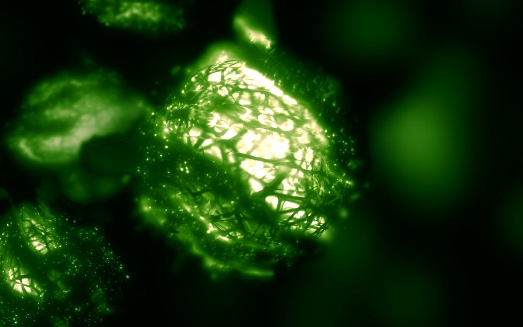 Microalgae and Artificial Photosynthesis for Renewable Energy - CID Bio-Science