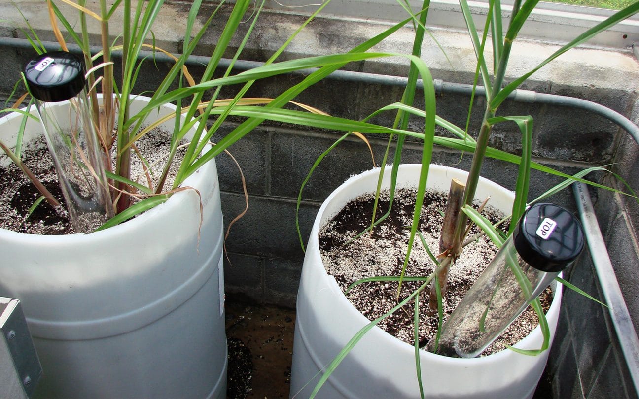 Minirhizotron Systems for Root Disease Detection