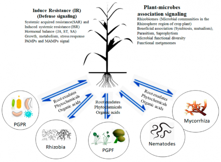 How Does the Rhizosphere Effect Influence Soil Health?